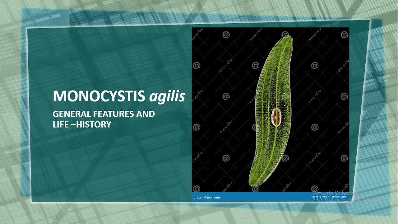 Monocystis agilis : General features and life history #ias #ncert # ...