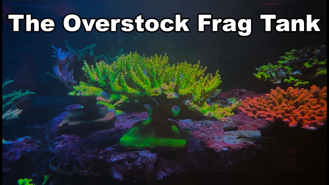 Overstock Frag Tank Setup | Coral Reef tank & Amazing Frag system ...