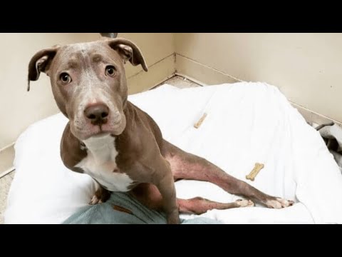 Paralyzed Pit Bull Finds a New Home at Sanctuary for Disabled Animals ...
