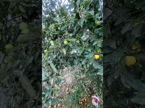 #funny #maho#mahoaga#greenapples