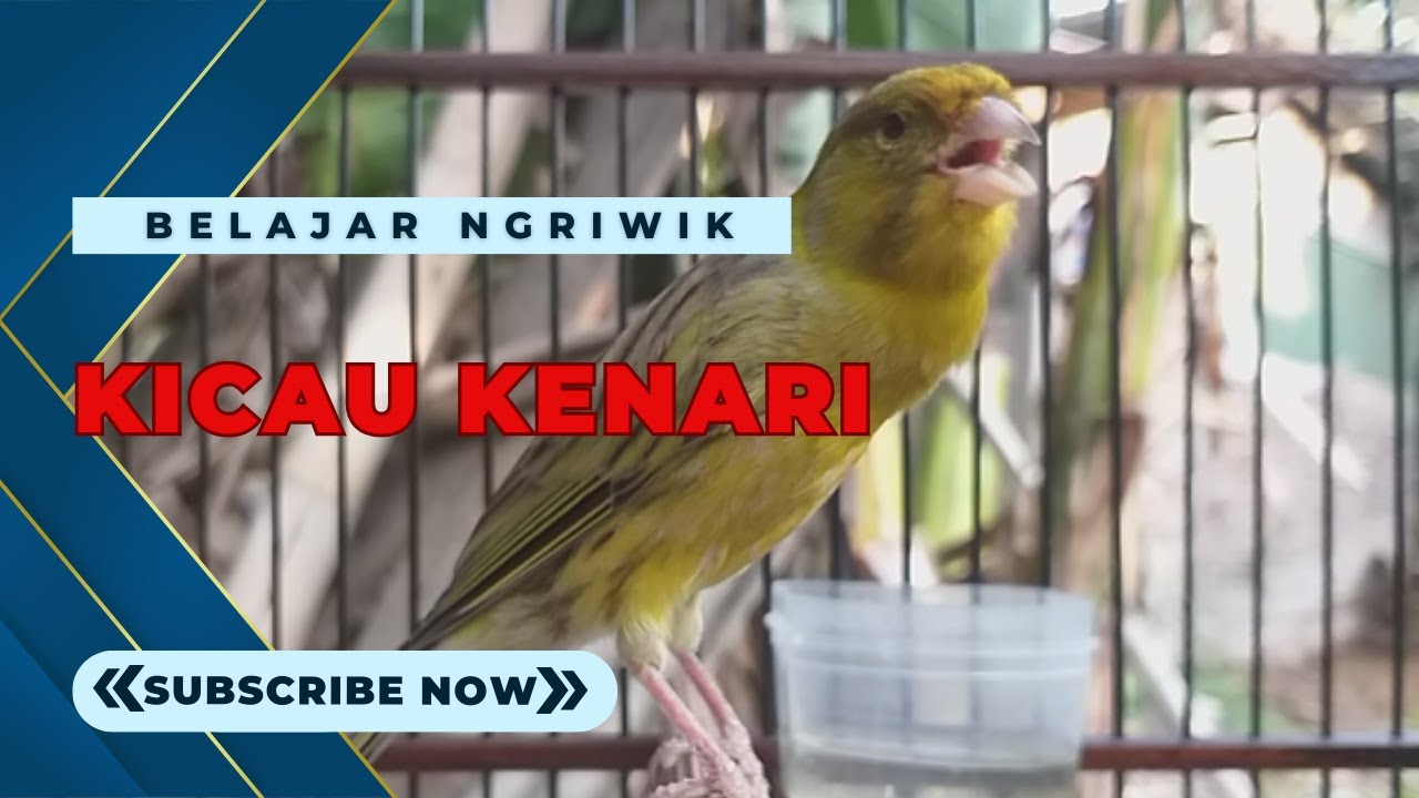 Kicau Burung Kenari 71II GACOR PANJANG Cocok untuk Masteran - YouTube