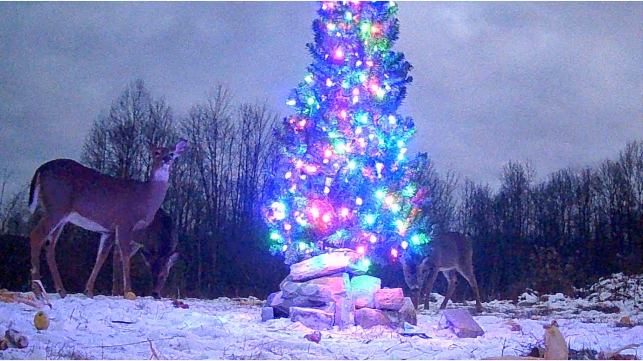 Christmas Tree Trail Cam - YouTube
