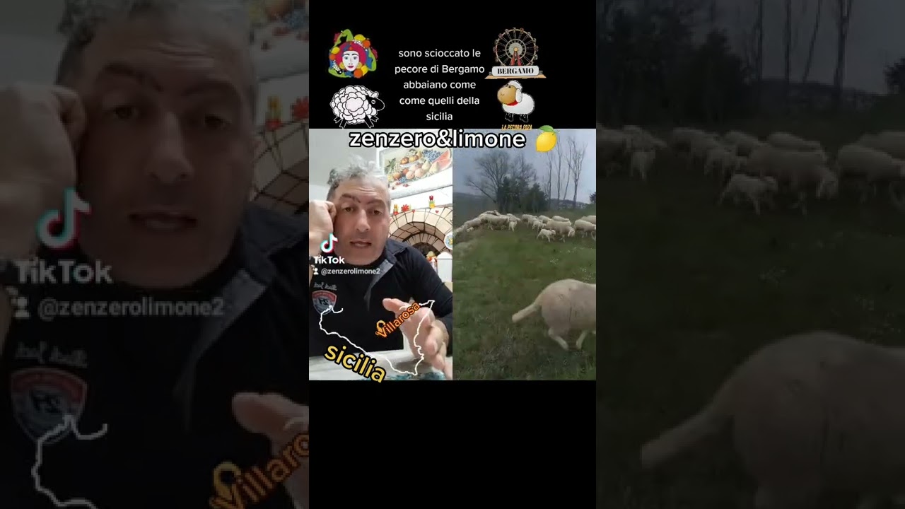 pecore Siciliane stesso dialetto di Bergamo zenzero limone 🍋 Villarosa ...