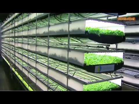 Watch This Very Unique Indoor Farming That Is Already At Another Level ...
