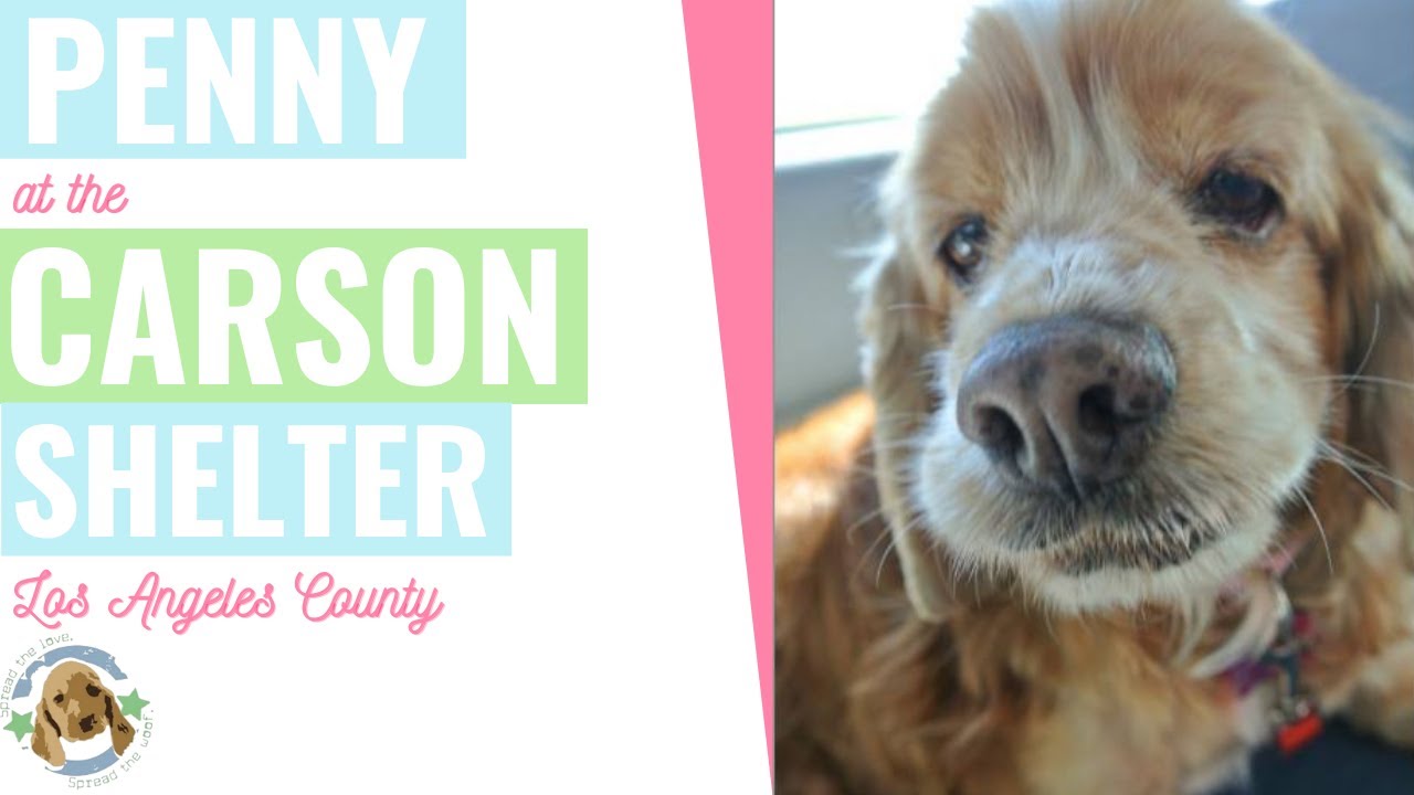 Penny Carson shelter (Los Angeles county) (3-20-15) #RainbowBridge2020 ...