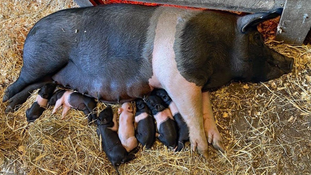 🐖La increíble raza de cerdos Hampshire: Excelente calidad de carne y ...
