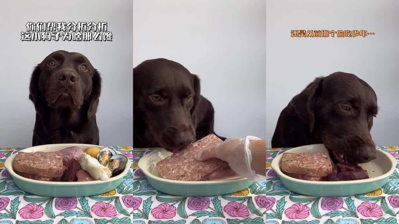 Corgi's Raw Feeding Meal The Dog Eats Crunchy Grilled Shark Fillet!!!71 ...