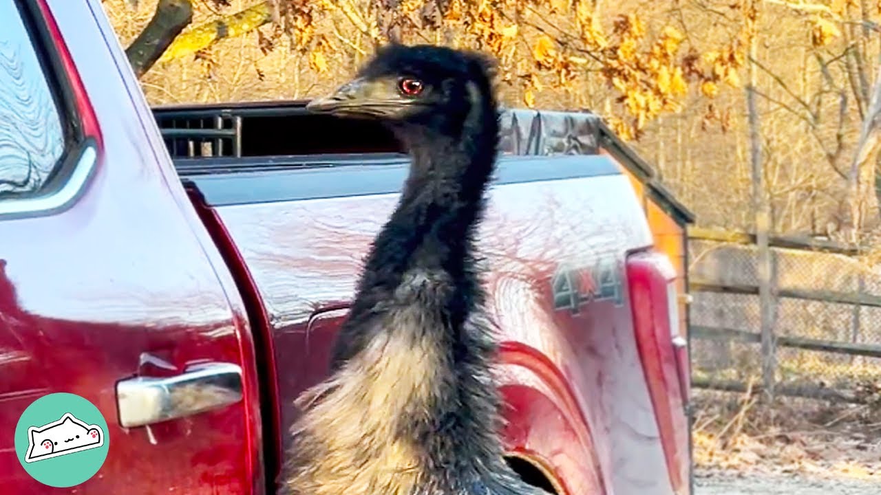Emu Become Obsessed with Cars After Being Rescued | Wild Buddies - YouTube