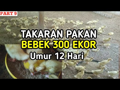 (PART 9) TAKARAN PAKAN BEBEK 300 EKOR || BEBEK PEDAGING UMUR 12 HARI