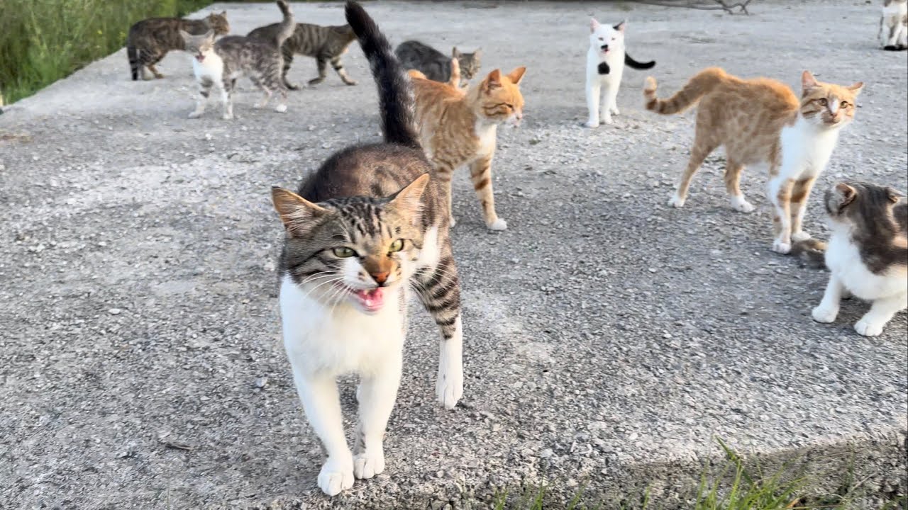 Feeding cute combatative stray cats 🐈 - YouTube