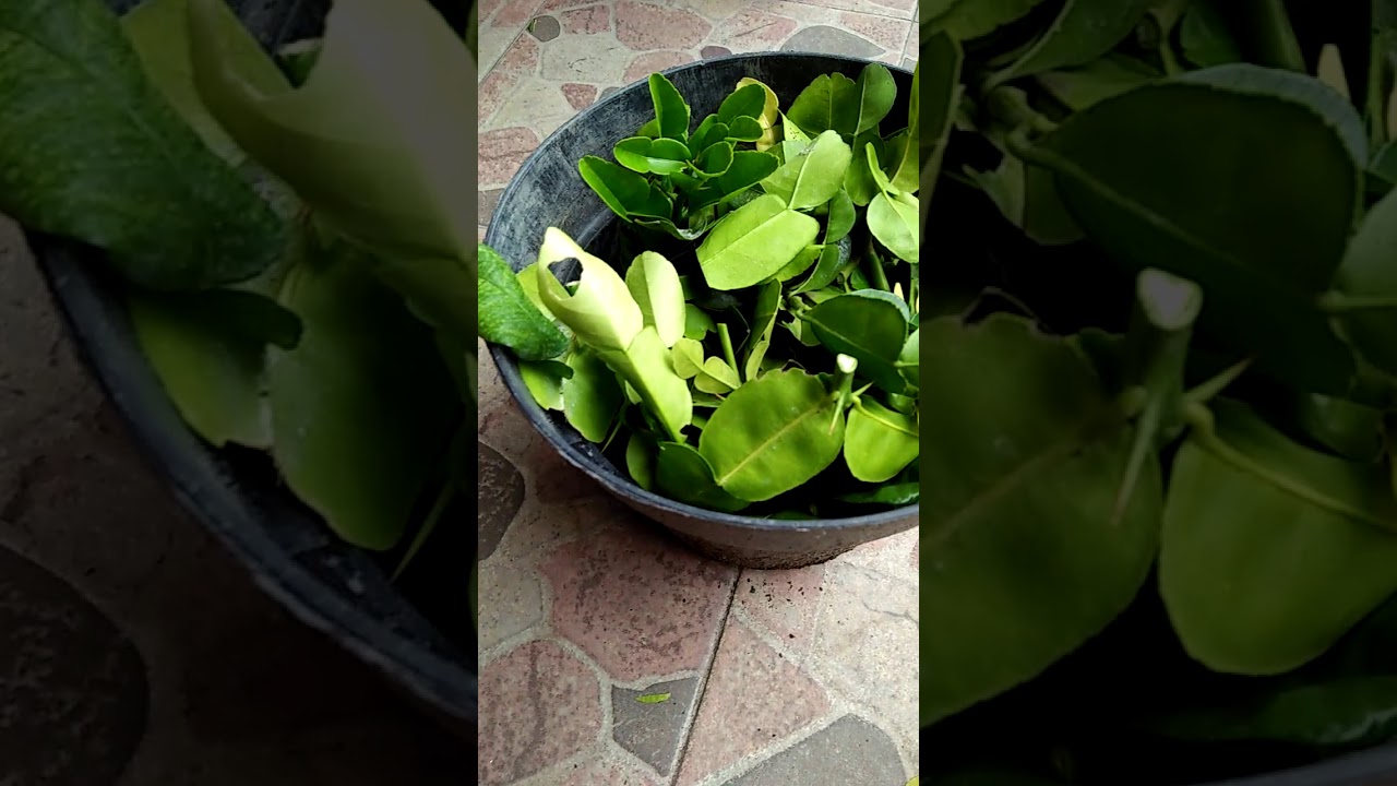 memanfaatkan sampah daun - YouTube