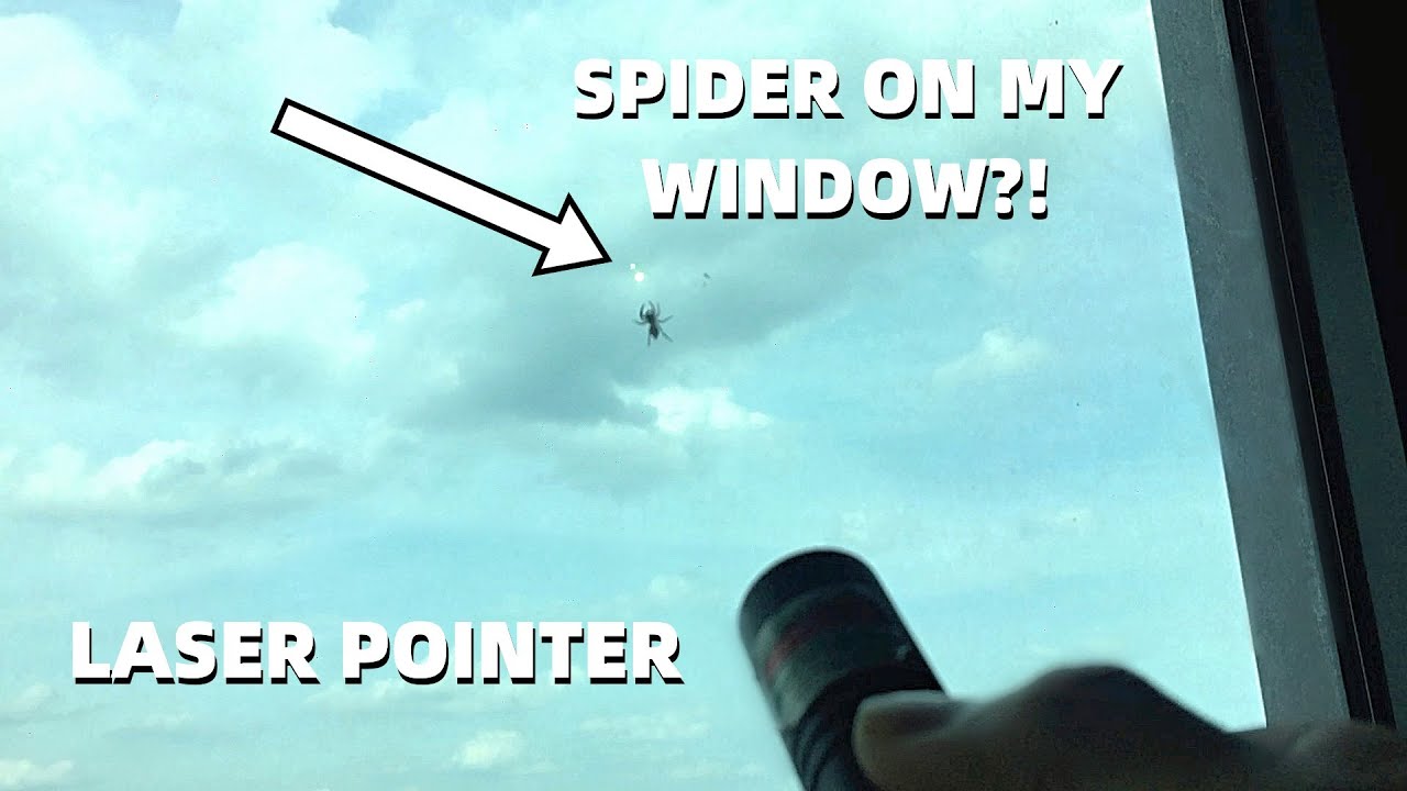Spider chasing laser pointer - YouTube