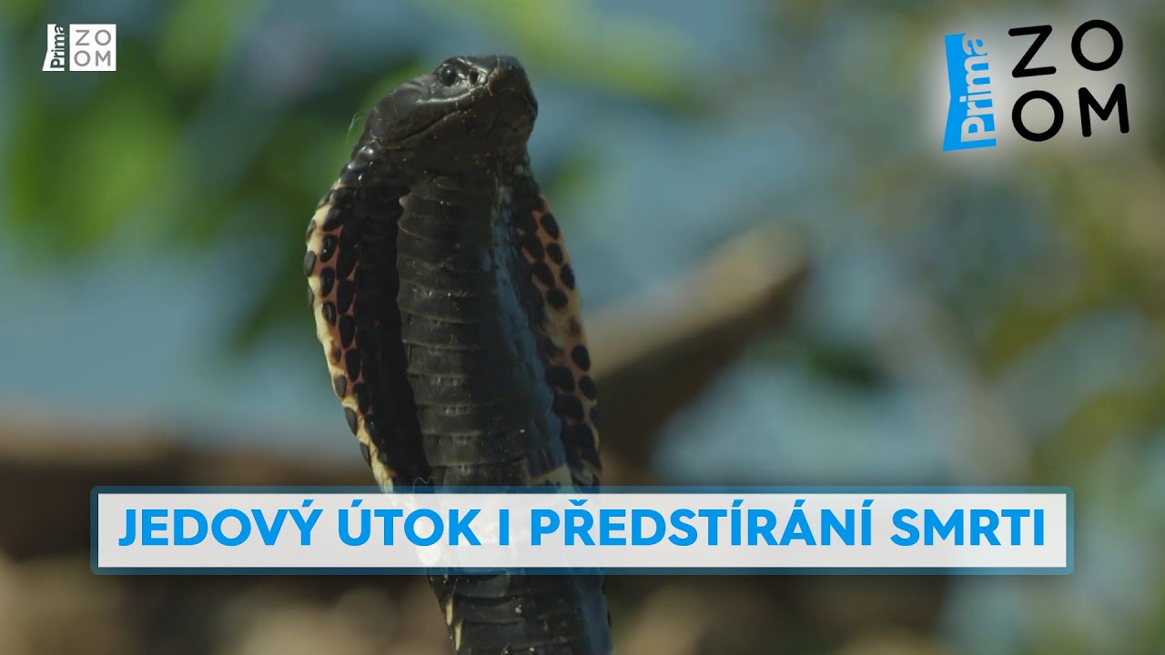 Kobra obojková je jedinečně vychytralý zabiják. Podívejte se, jak se ...