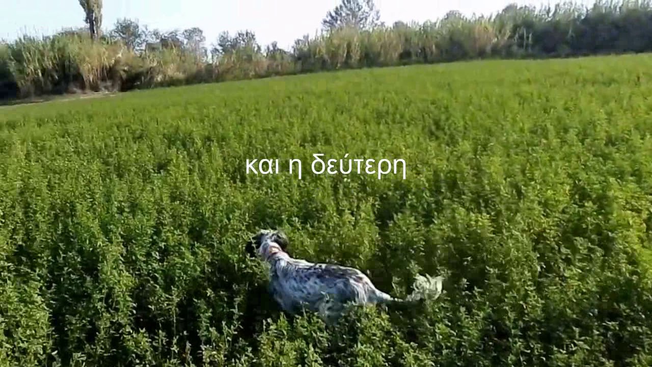 ΣΕΤΤΕΡ Η ΠΡΩΤΗ ΦΕΡΜΑ ΣΕ ΟΡΤΥΚΙ - YouTube