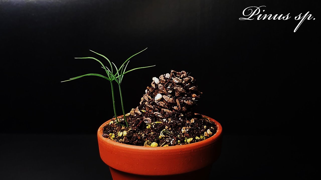 Pine tree Time lapse｜소나무의 성장과정 타임랩스｜Germination of pine cone｜솔방울의 발아｜Day 15-30 - YouTube