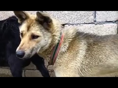 Dog  goat تزاوج كلب الماعز#love #animal #dog #nature #pets #goat #trending#breeding#perros