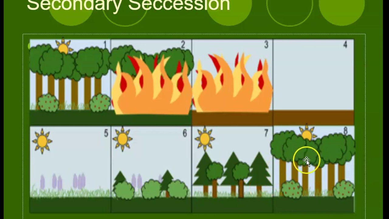 ECOSYSTEMS CHANGE OVER TIME: ECOLOGICAL SUCCESSION - YouTube
