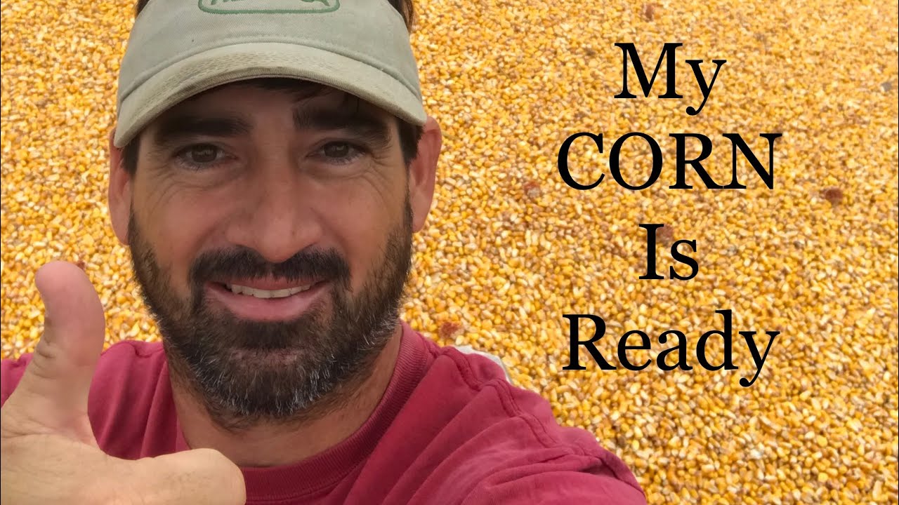 How Do I Know When My CORN Is Ready YouTube how-do-i-know-when-my-corn-is-ready-youtube