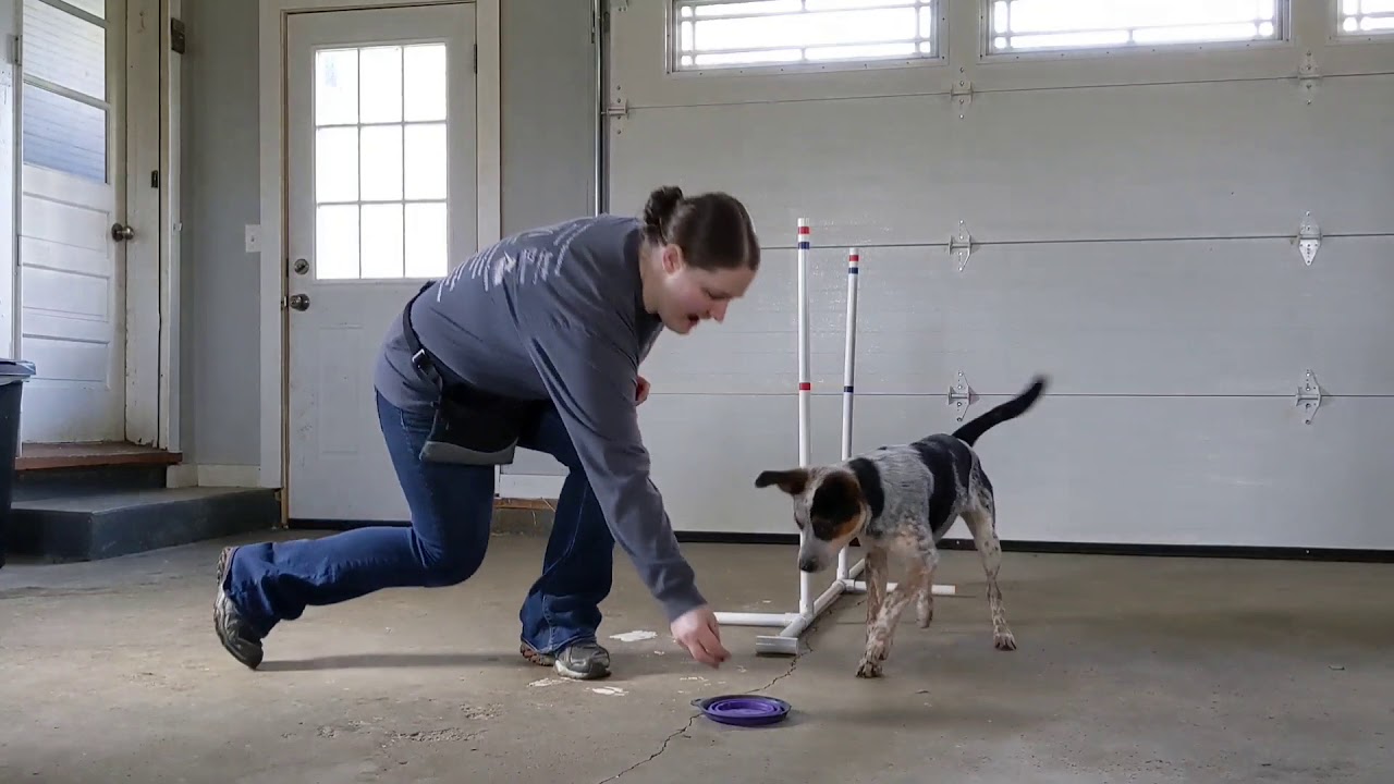 2 x 2 Weave Pole Entry Training - YouTube