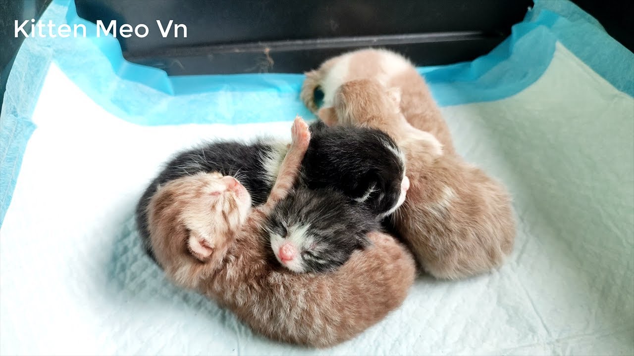 Celebrating the memory of Mun cat's kitten year at birth - YouTube