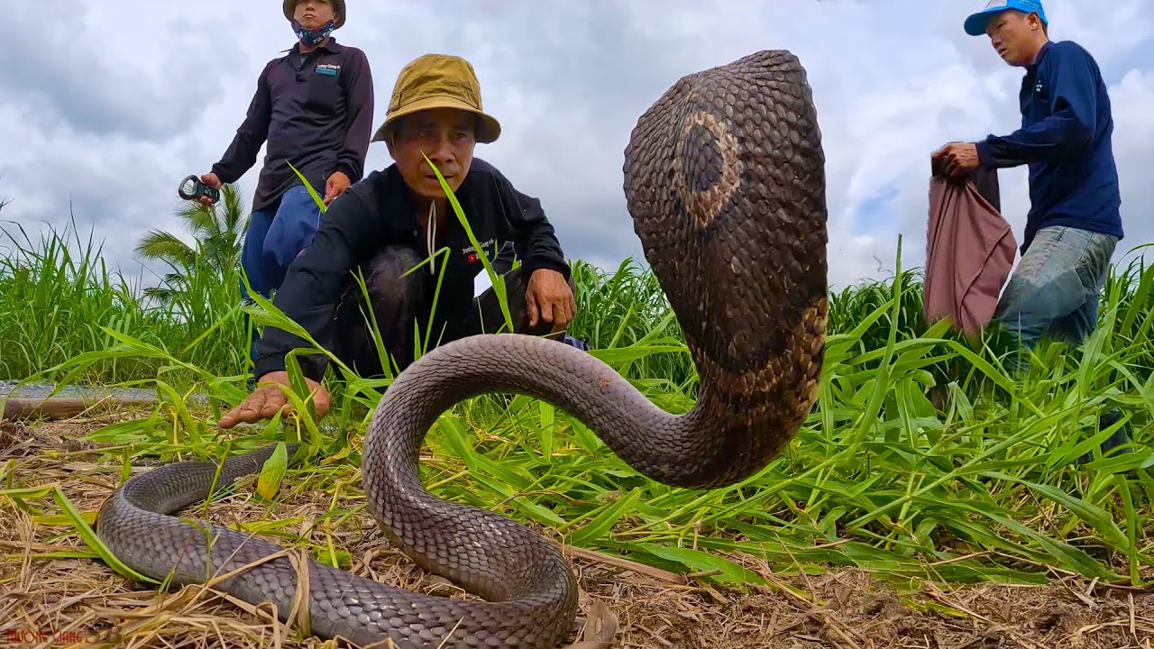 Con rắn bắt được ngay lối đi có nhiều người qua lại | TGSB #629 - YouTube