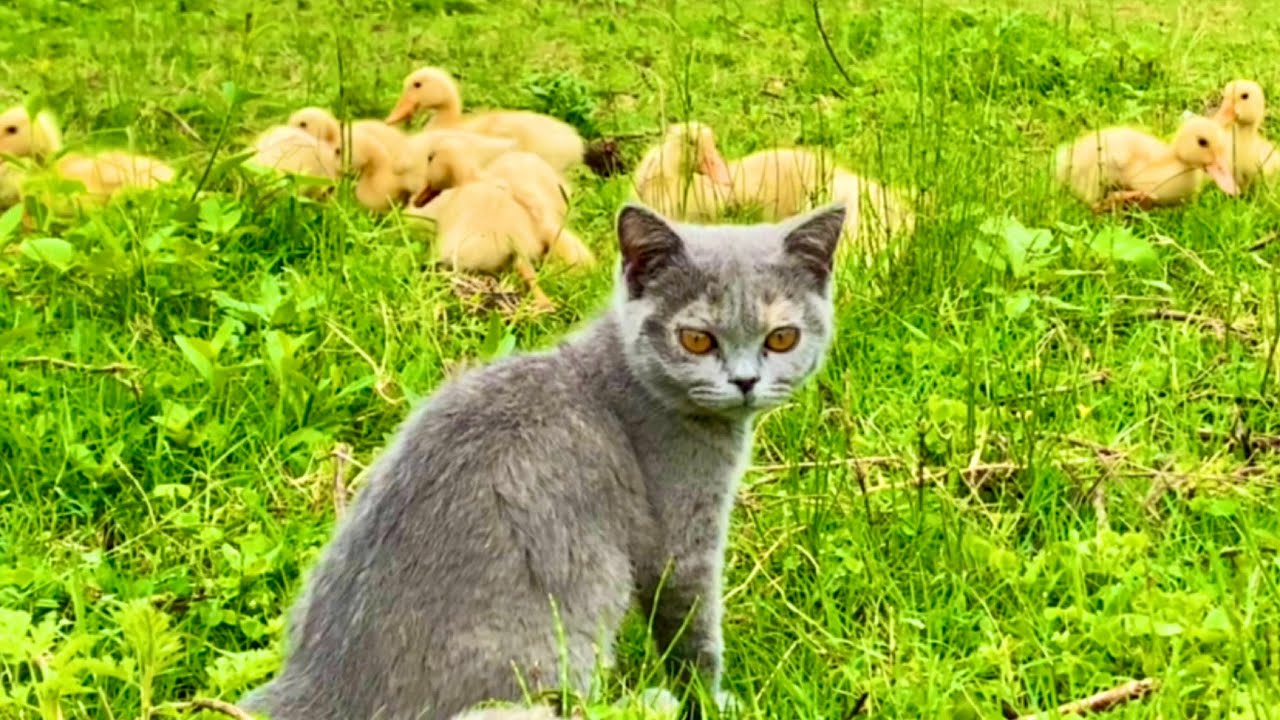 In the territory of Little Blue Cat and Little Duck Horse, Little Blue ...