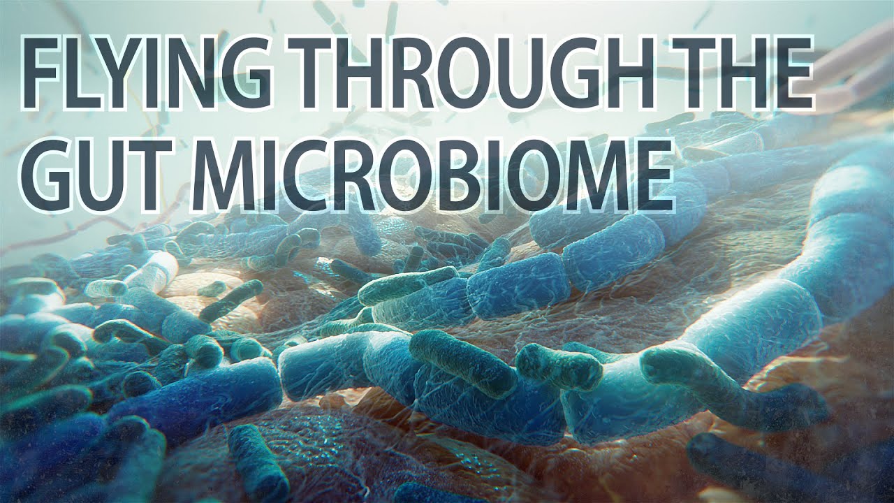 The Human Gut Microbiome animation | gut microbiome | gut bacteria | # ...