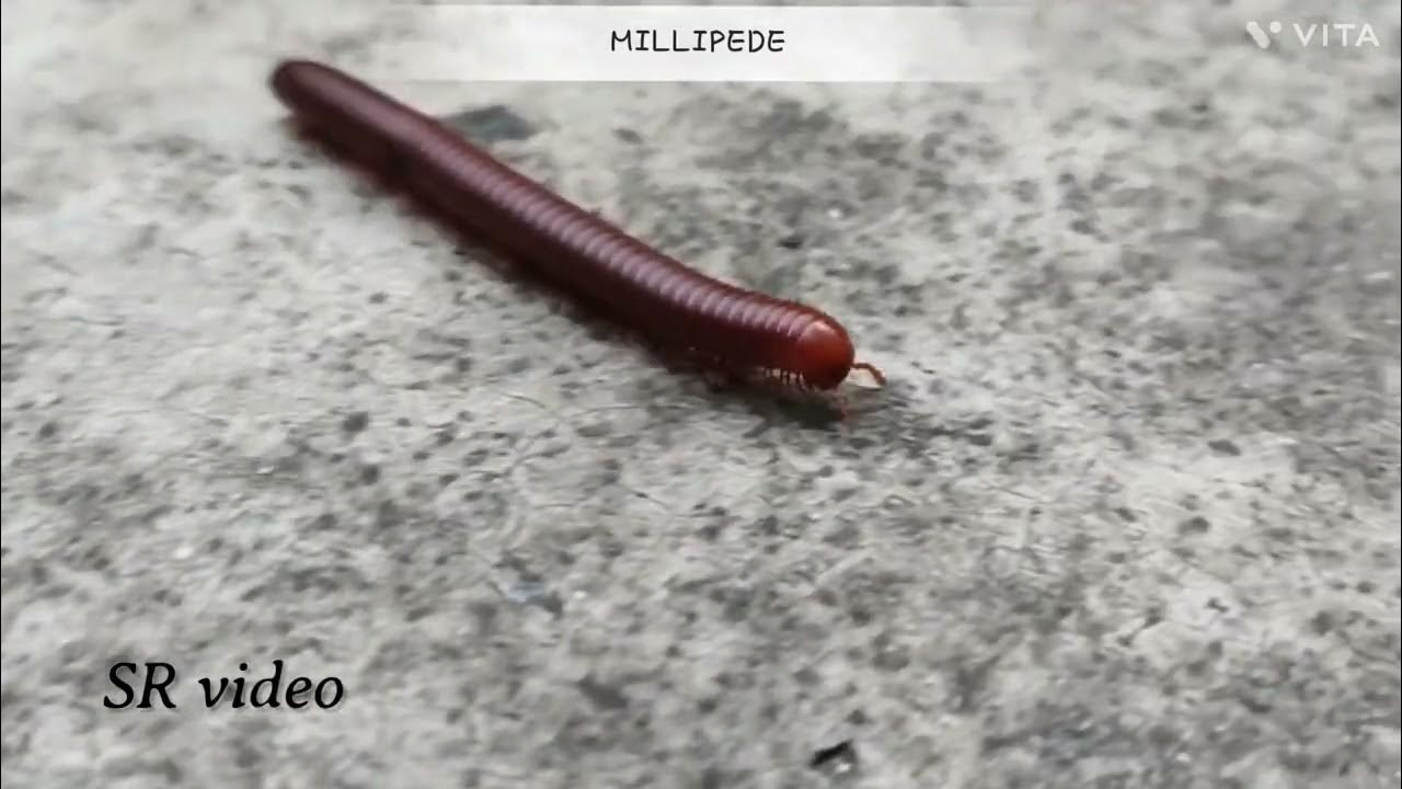 MILLIPEDE - YouTube