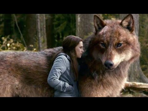 Twilight Jacob save Bella WhatsApp status video,Wolf Best scene Status,Boys Attitude status