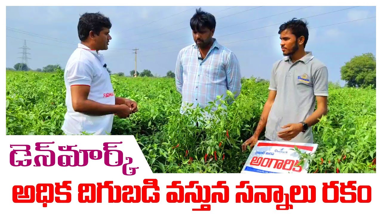 Denmark Agri Science Company sannarakam teja segment mirchi seeds ...