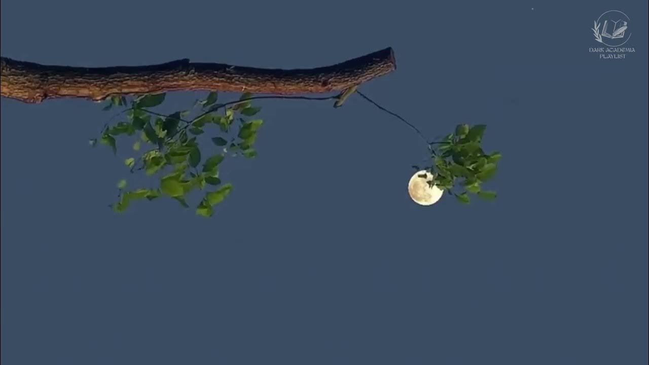 romanticizing studying playlist - YouTube