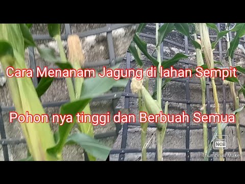 Cara Menanam Jagung, di lahan sempit, lengkap penjelasan nya # Jagung ...