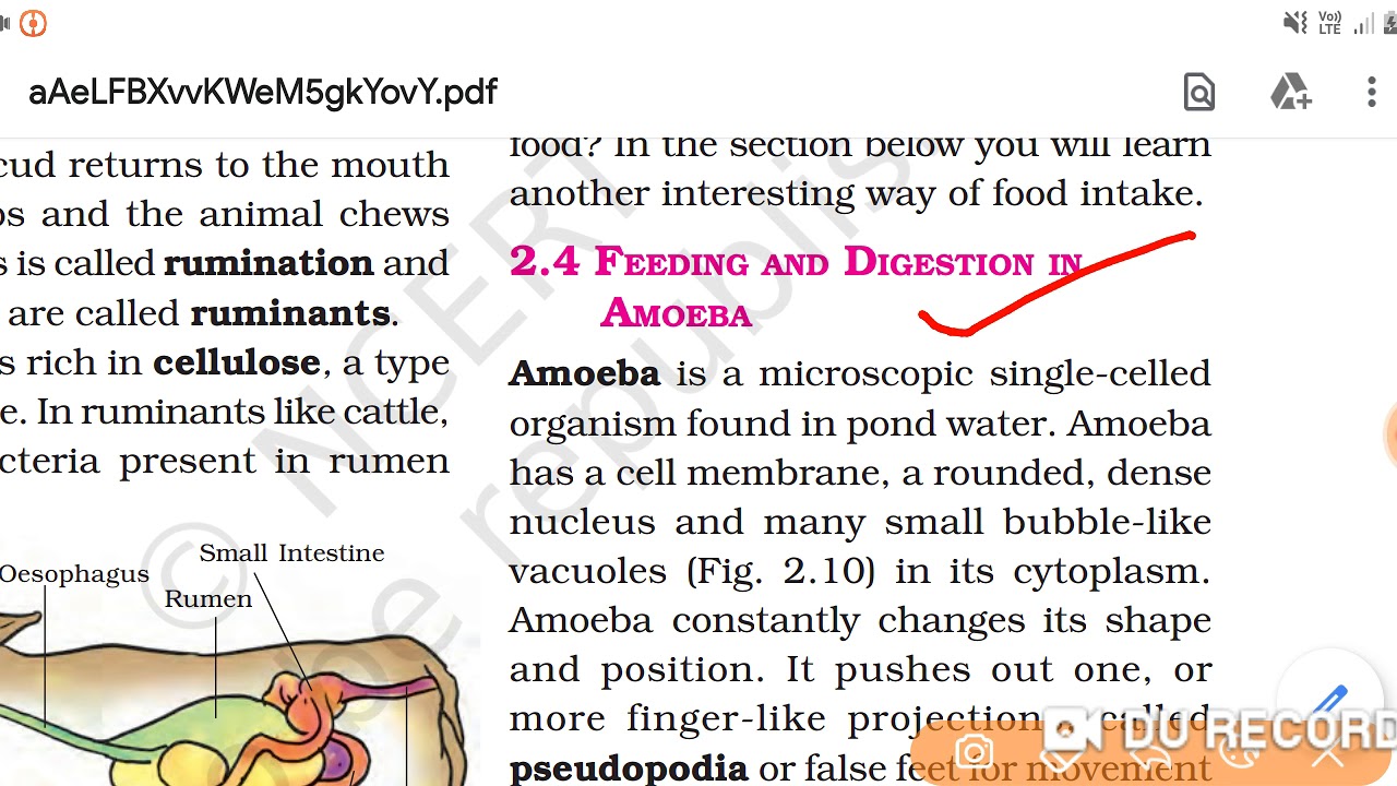 FEEDING AND DIGESTION IN AMOEBA - YouTube