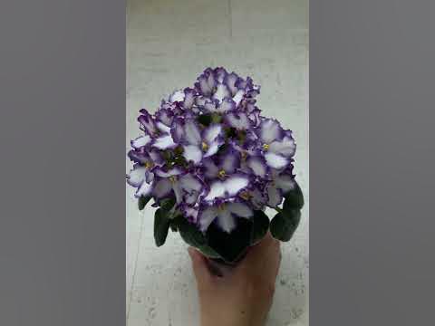 Фиалка ЛЕ-Лунная Радуга - YouTube