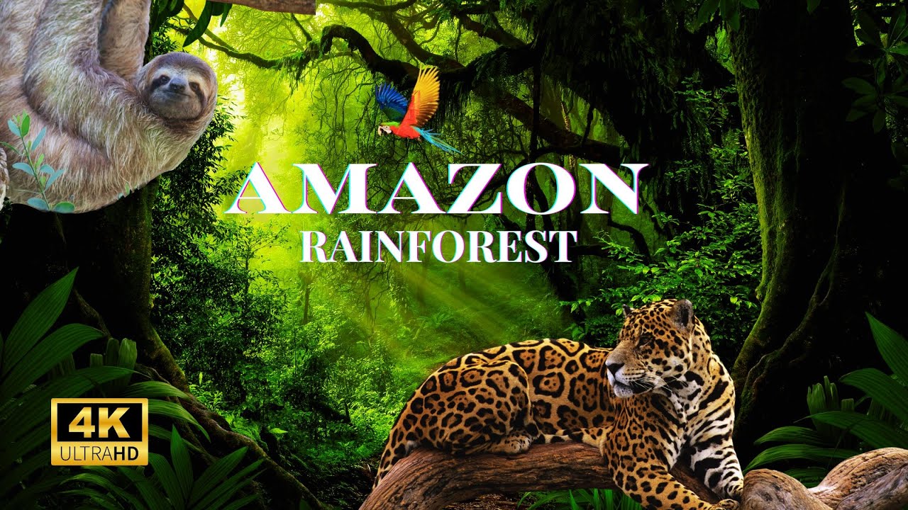 Amazon 4K - The World Largest Tropical Rainforest | Relaxation Film ...