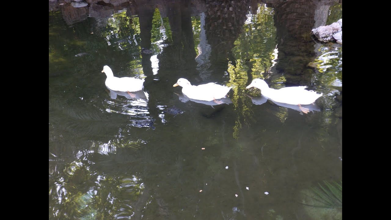 Pasendo en el estanque - YouTube