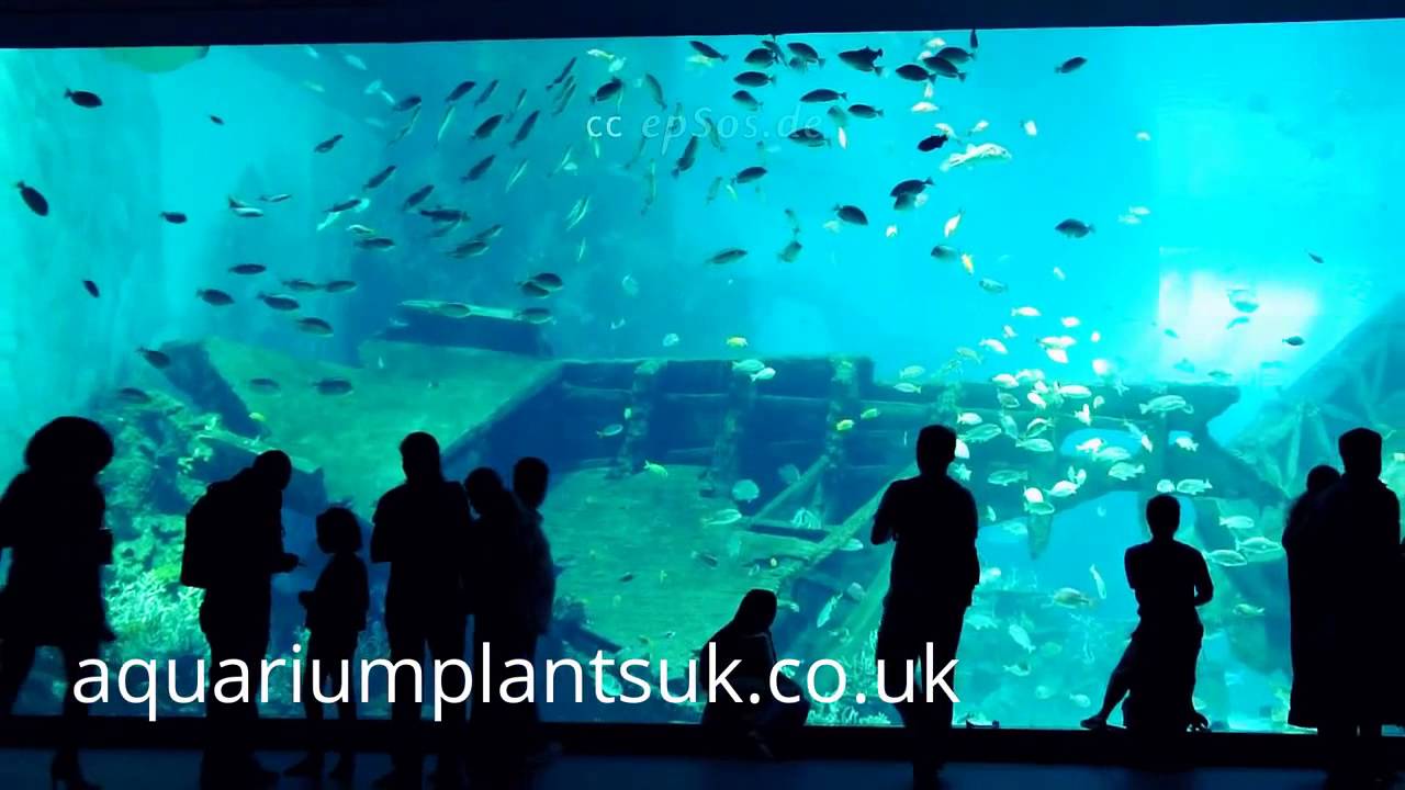 large aquarium aquatic fish and plant life under the sea views, sea ...