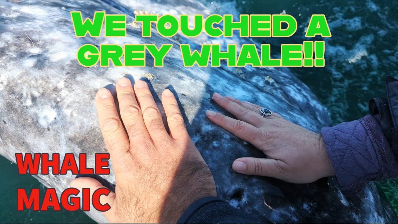 Whale Magic: We spent a day with grey whales! - YouTube