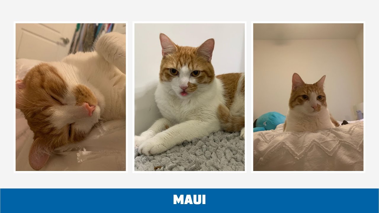 Meet Maui, the friendly and curious cat who loves to snuggle with ...