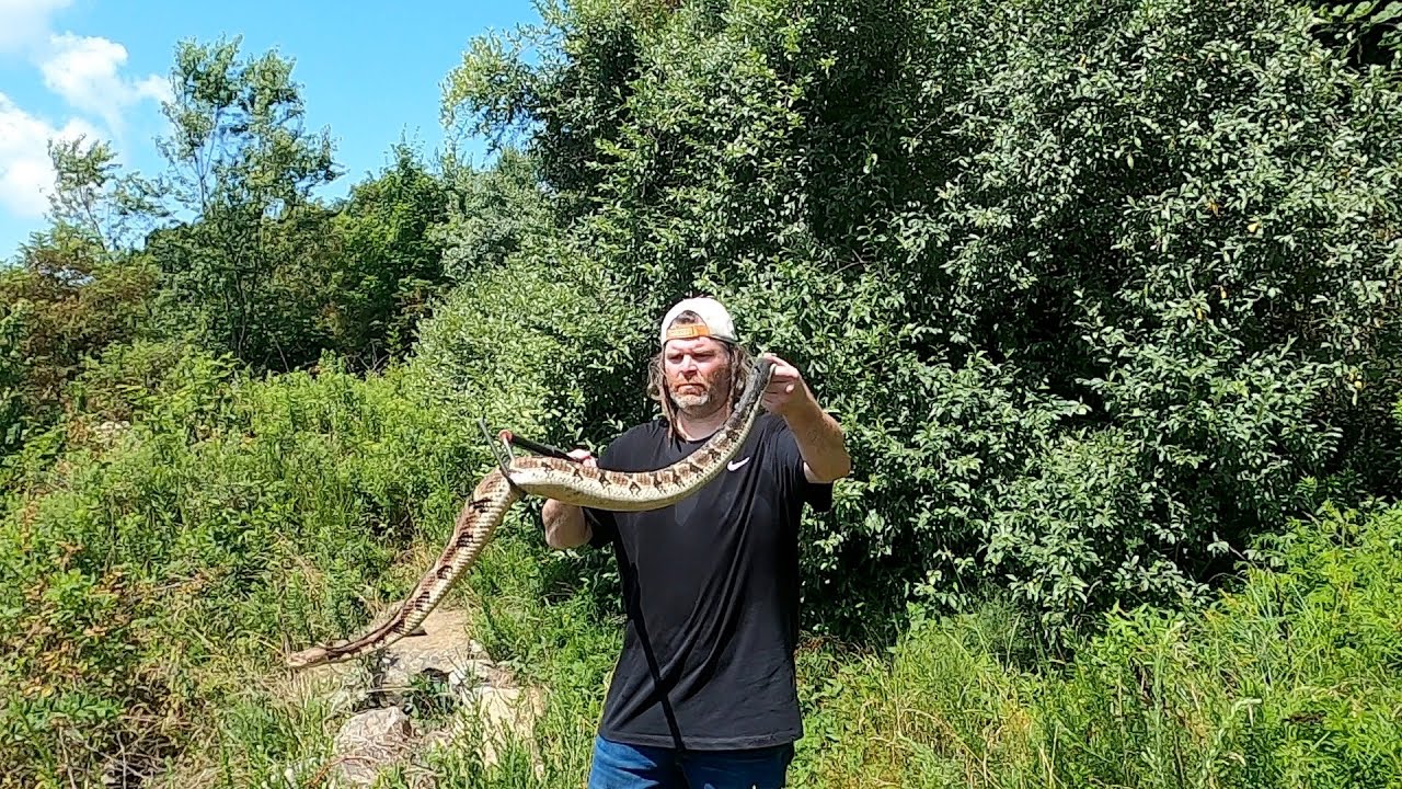Finding and catching a large Timber Rattlesnake in southeast Kentucky ...
