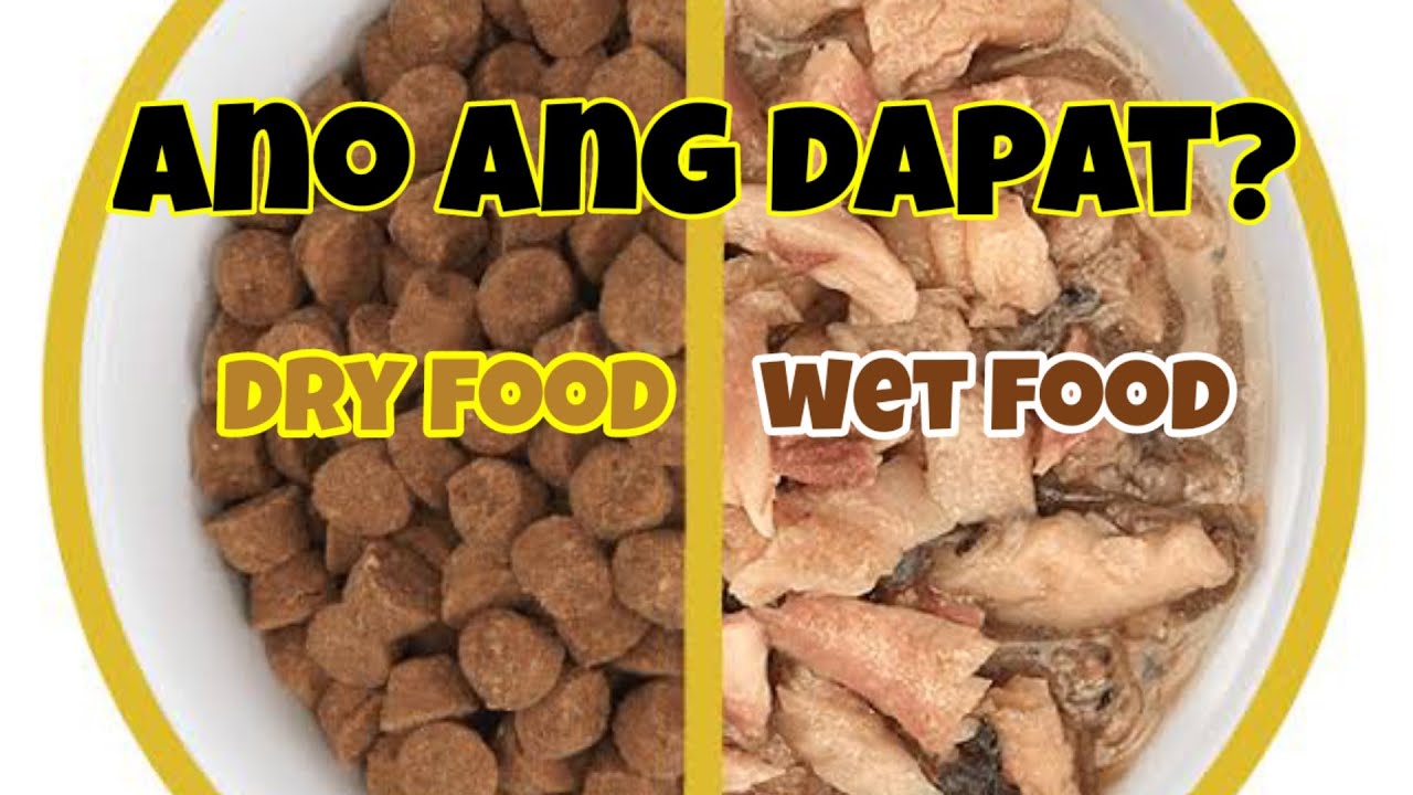 Ano Ba Ang Mas Magandang Ipakain Sa Pusa? Wet Food VS Dry Food ...