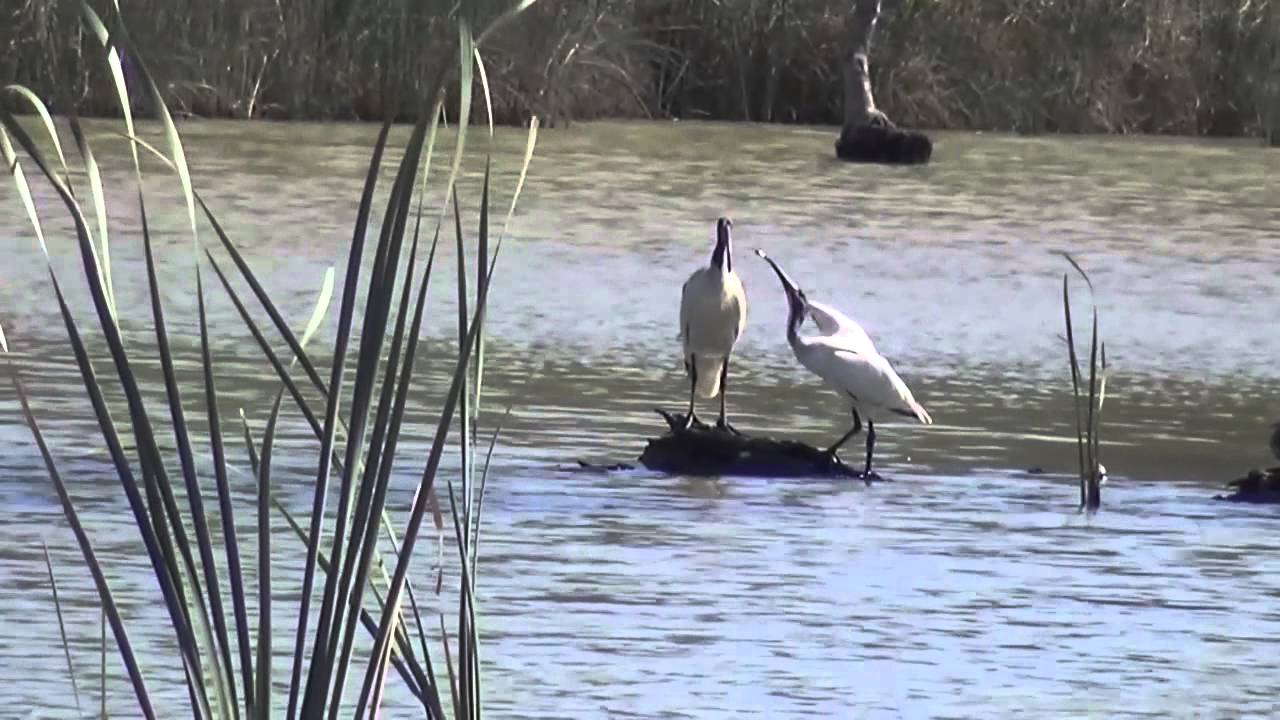 Murray River Wildlife - Ibis Birds of Australia - YouTube