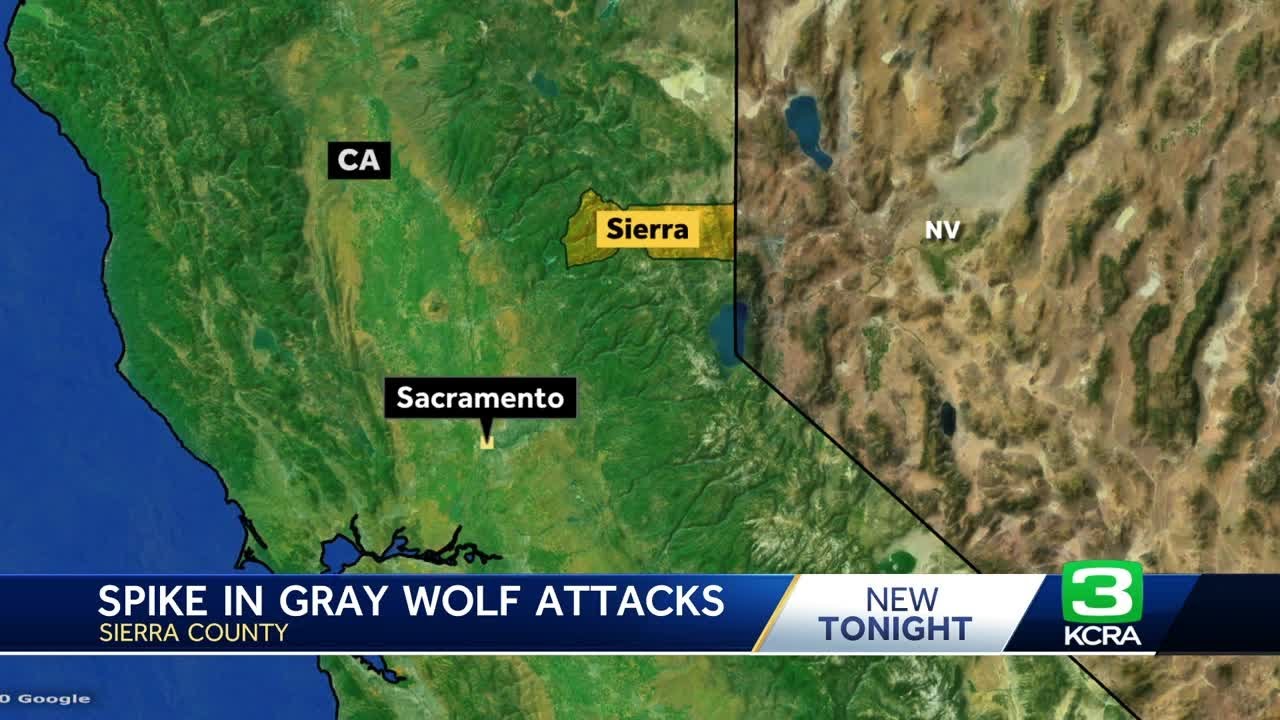 Sierra Valley ranchers and residents concerned amid rising gray wolf ...