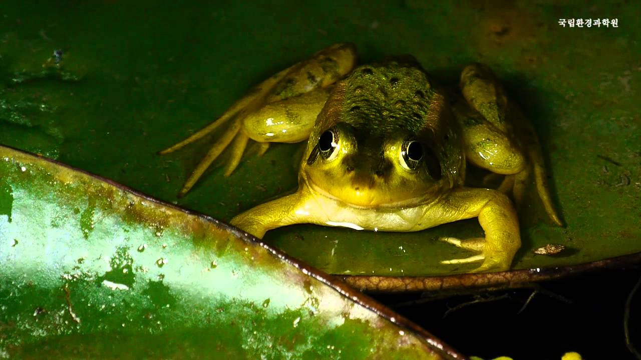 금개구리_Korean golden frog_국립환경과학원 - YouTube