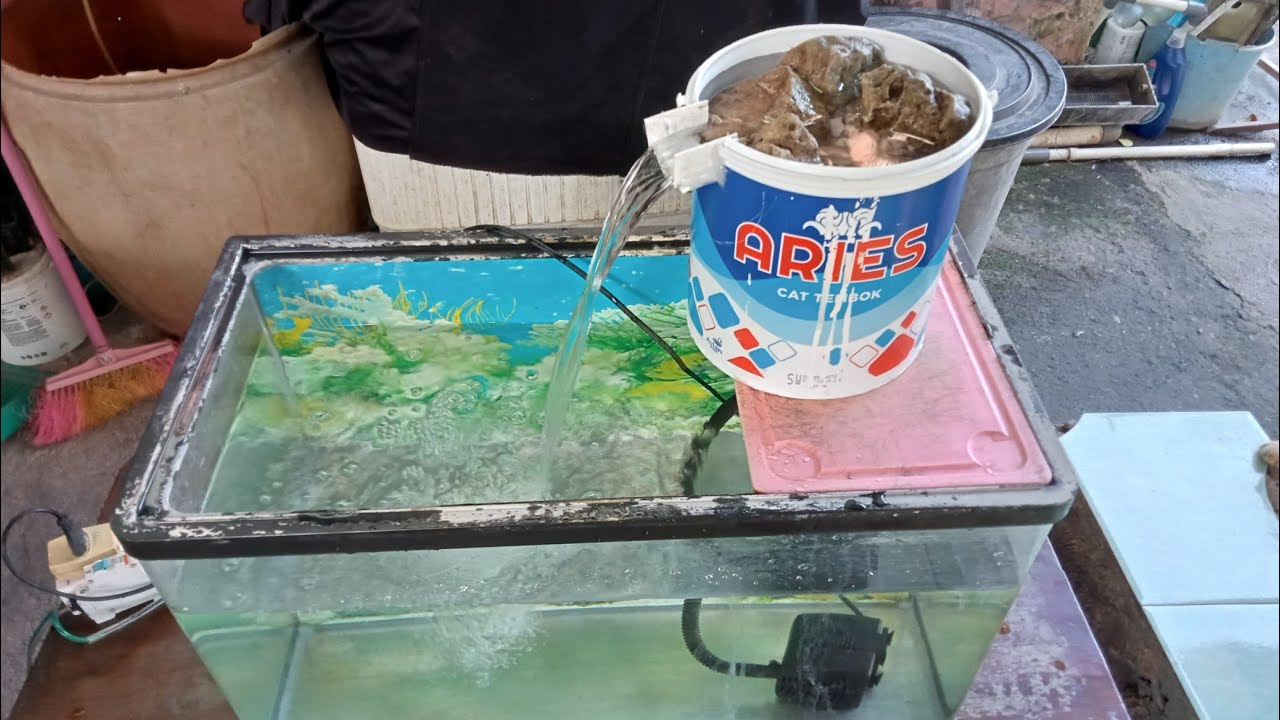 Membuat Filter Aquarium Dari Ember Cat Bekas - YouTube