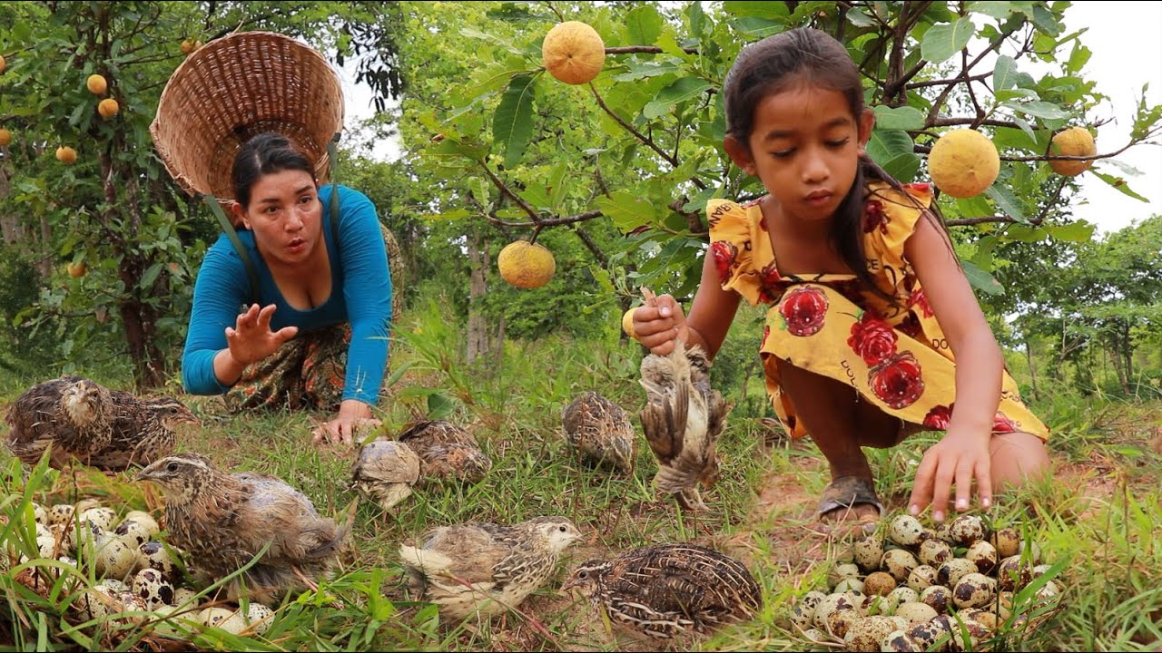Catch many quail and pick a lot egg in forest- Cooking quail crispy for ...
