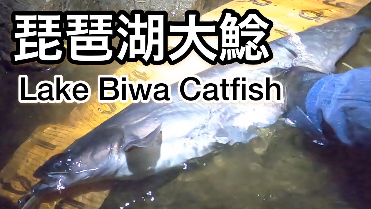 【ビワコオオナマズ】【ルアー】苦節7年夢叶いました。Lure Fishing Lake Biwa Catfish - YouTube