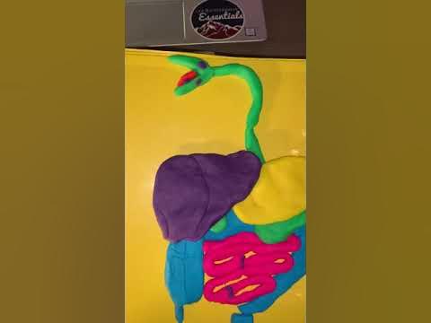 play doh digestive system - YouTube