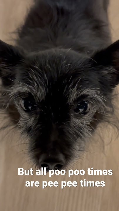 Not All Pee Pee Times Are Poo Poo Times, But… - YouTube