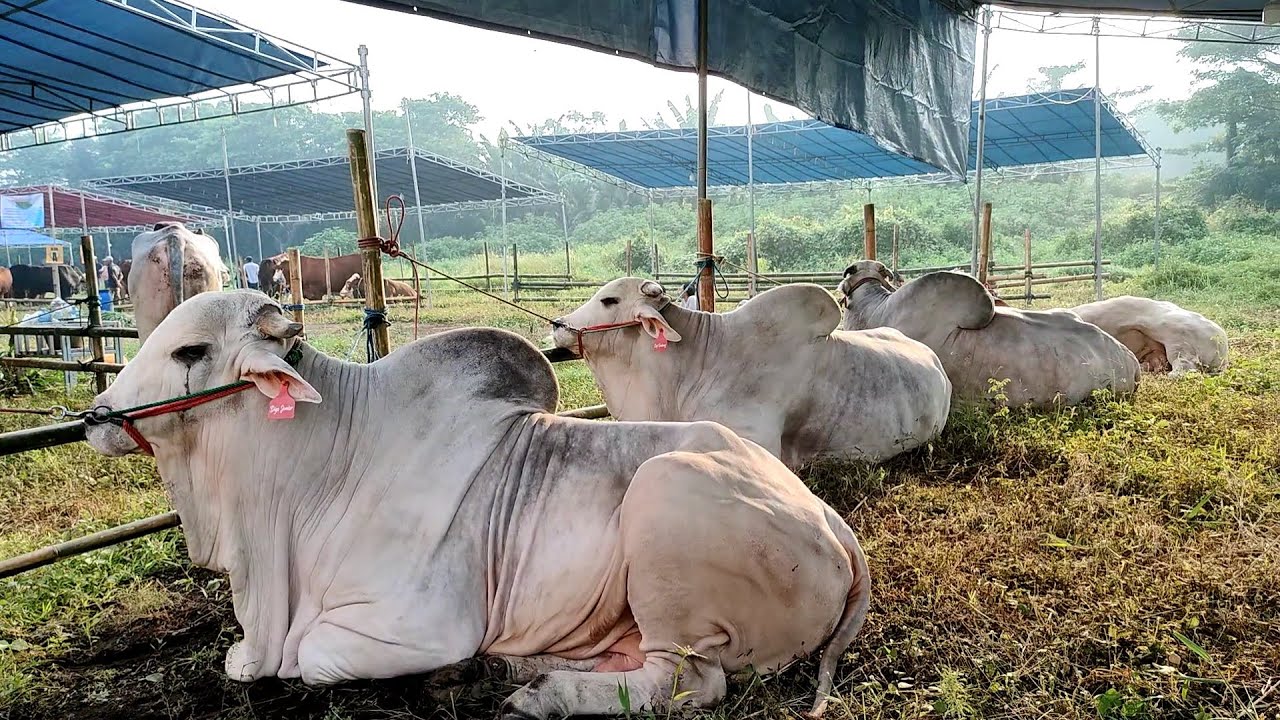 KUMPULAN SAPI PO TURUN DARI TRUCK - YouTube